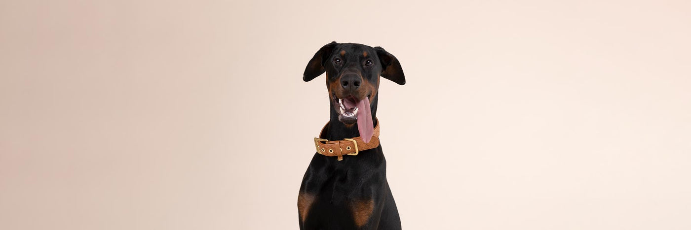 Eleganti collari per cani in pelle, nylon e paracord di William Walker