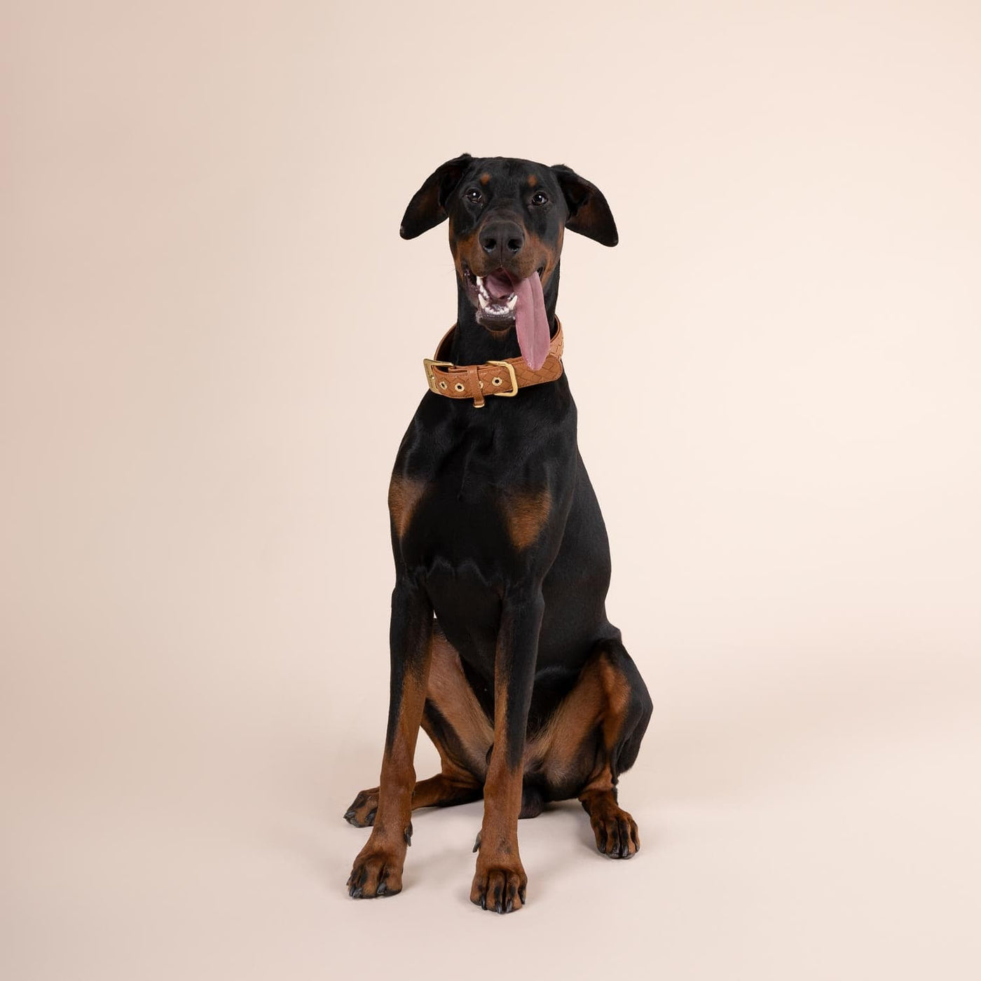 Eleganti collari per cani in pelle, nylon e paracord di William Walker
